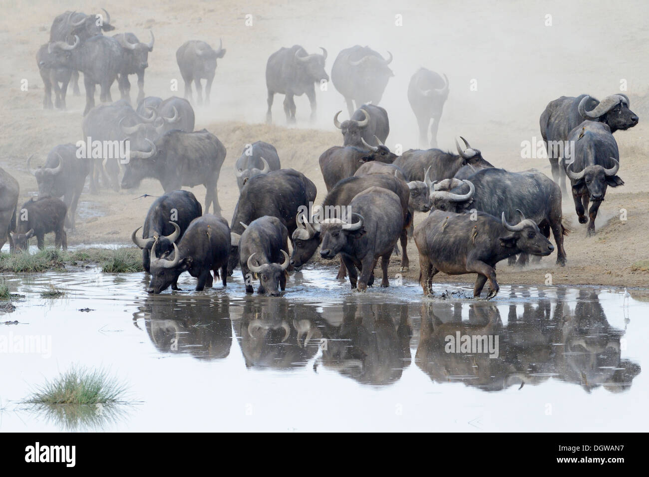Buffalo migration hi-res stock photography and images - Alamy