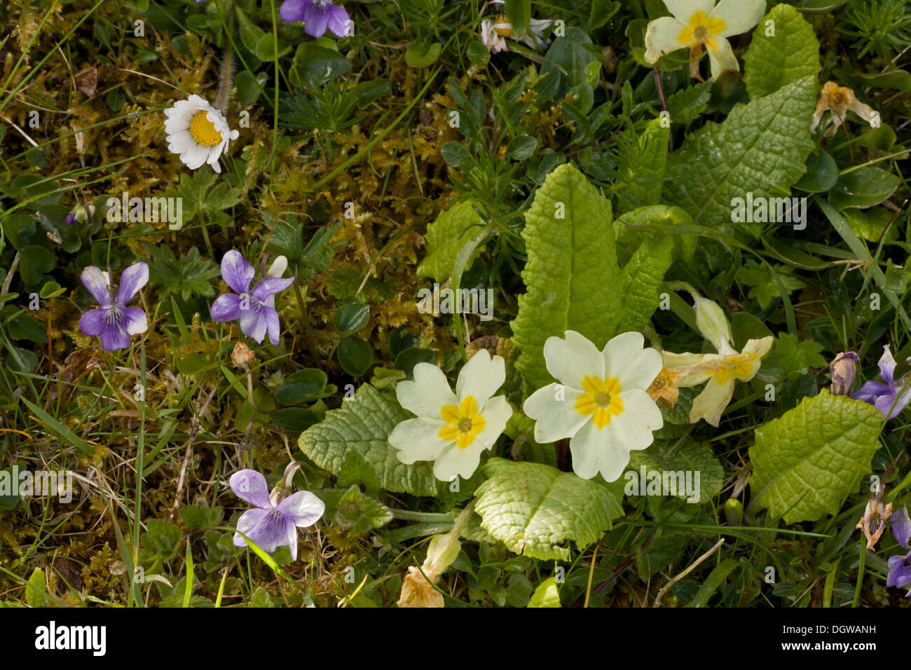 Primroses and Common violets on a grassy bank in The Burren, Ireland ...