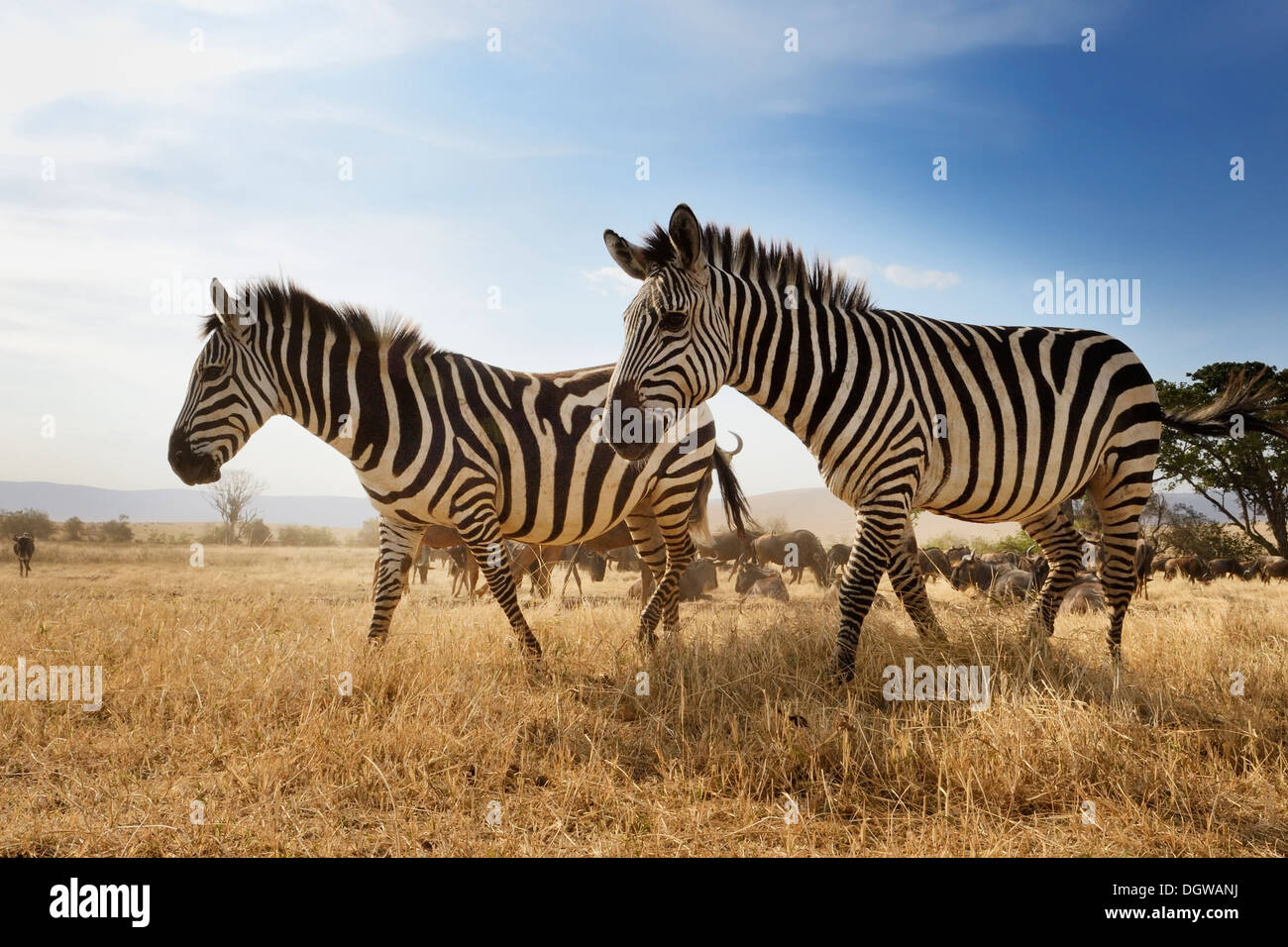 Two animals cute zebra hi-res stock photography and images - Alamy