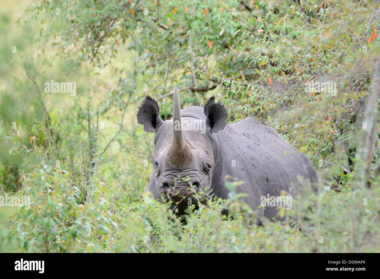 Rhinocerus hi-res stock photography and images - Alamy