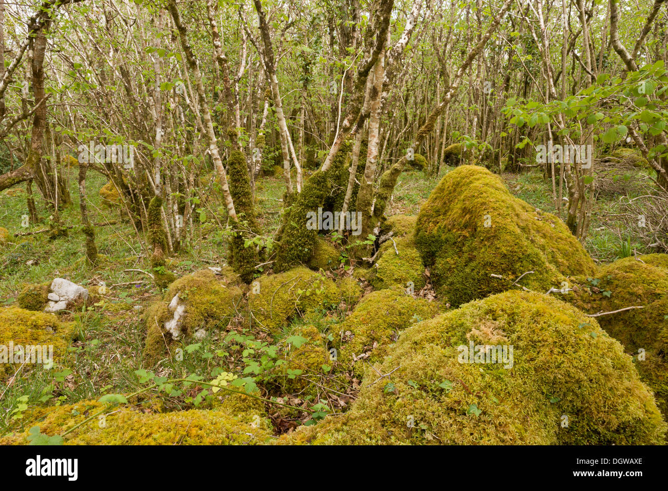 Ancient Hazel coppice on limestone pavement in spring, in The Burren ...