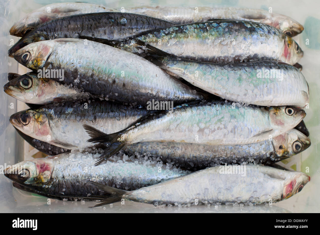 Fresh Sardines in Fish Market Stock Photo - Alamy