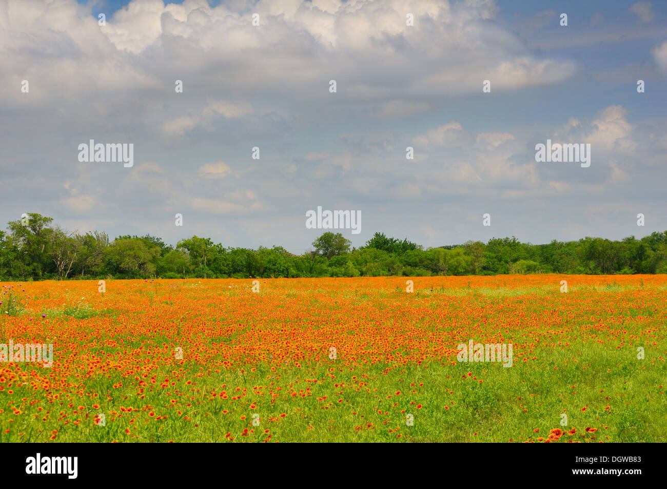 Wild flower field in spring, north Texas, USA Stock Photo - Alamy