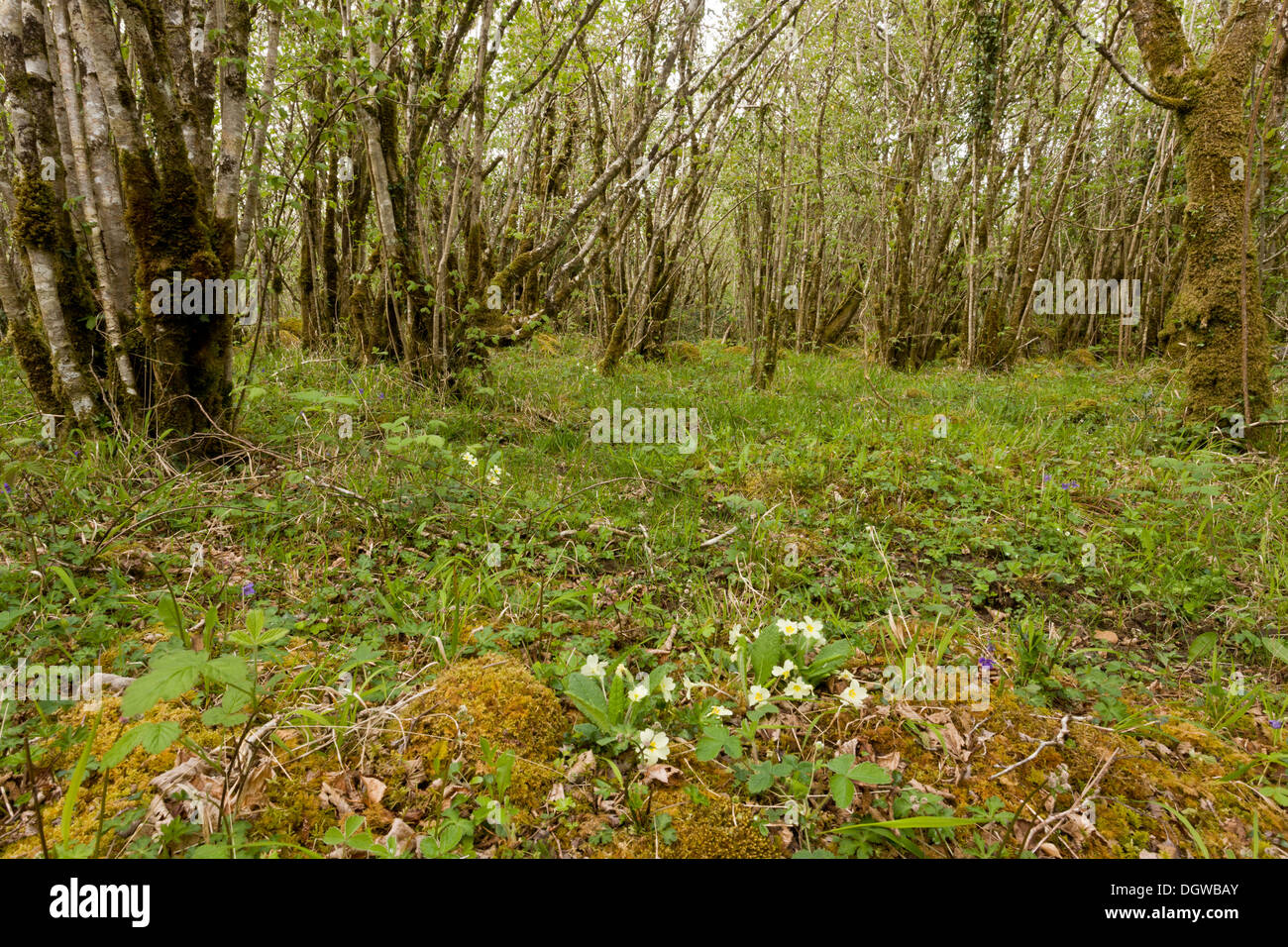 Hazel coppicing ireland hi-res stock photography and images - Alamy