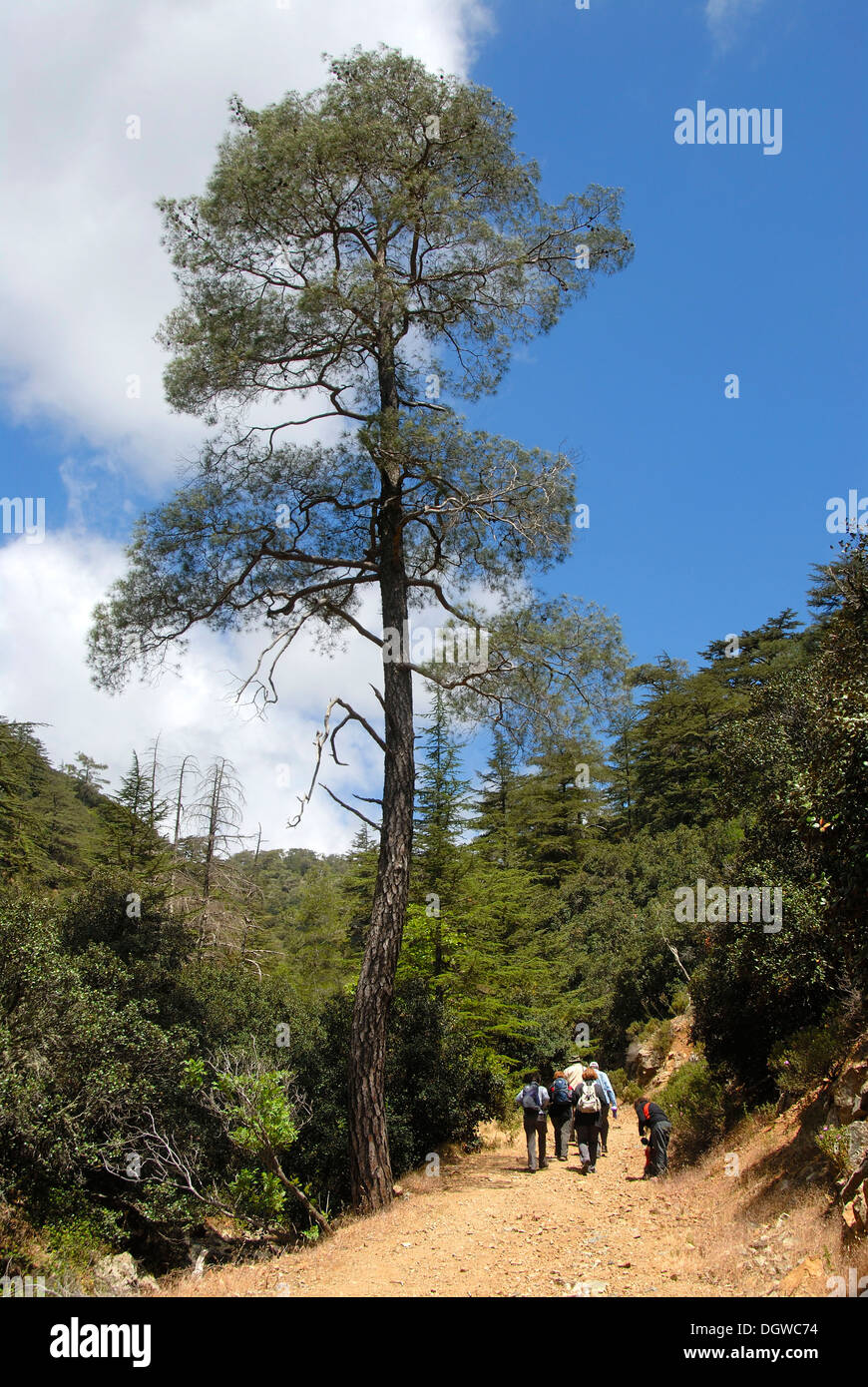 Group of hikers hiking below a tall Aleppo Pine (Pinus halepensis ...