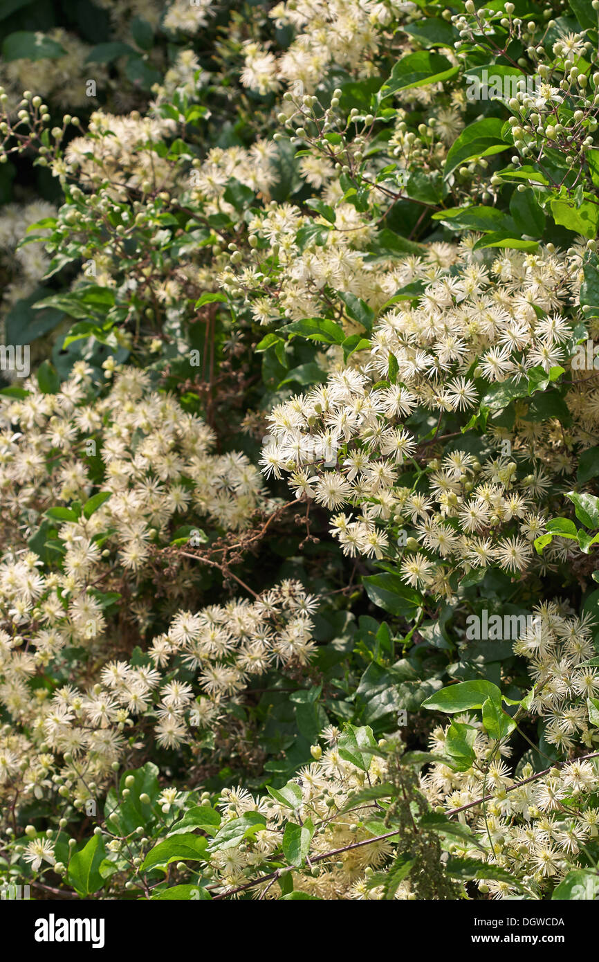 Profuse flowers of Old Man's Beard Clematis vitalba climbing through a ...