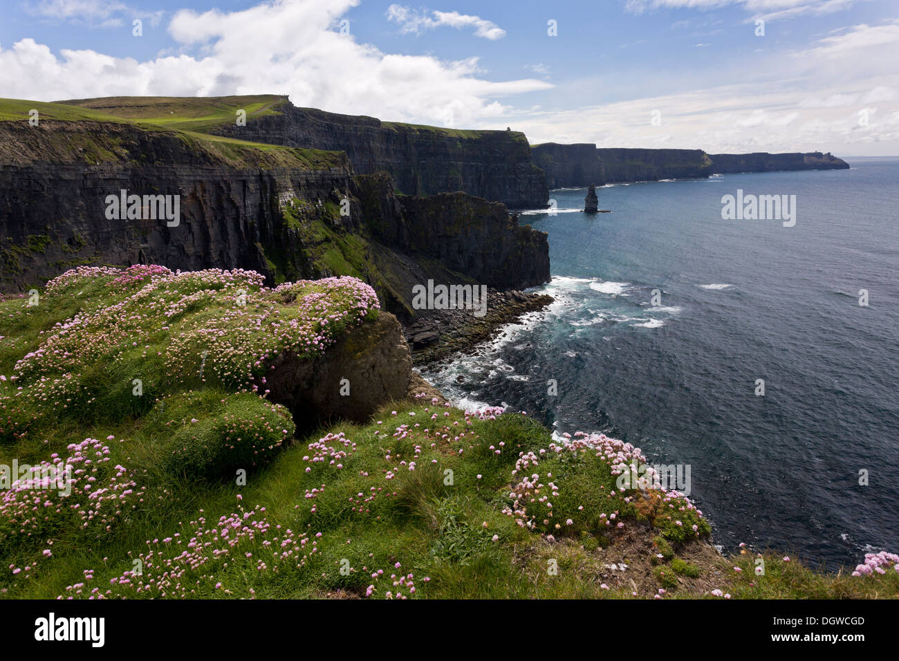 Cliffs of Moher, with Thrift, looking south towards the Great Stack and ...