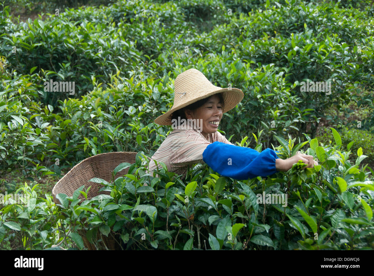 Tea plucking in china hi-res stock photography and images - Alamy