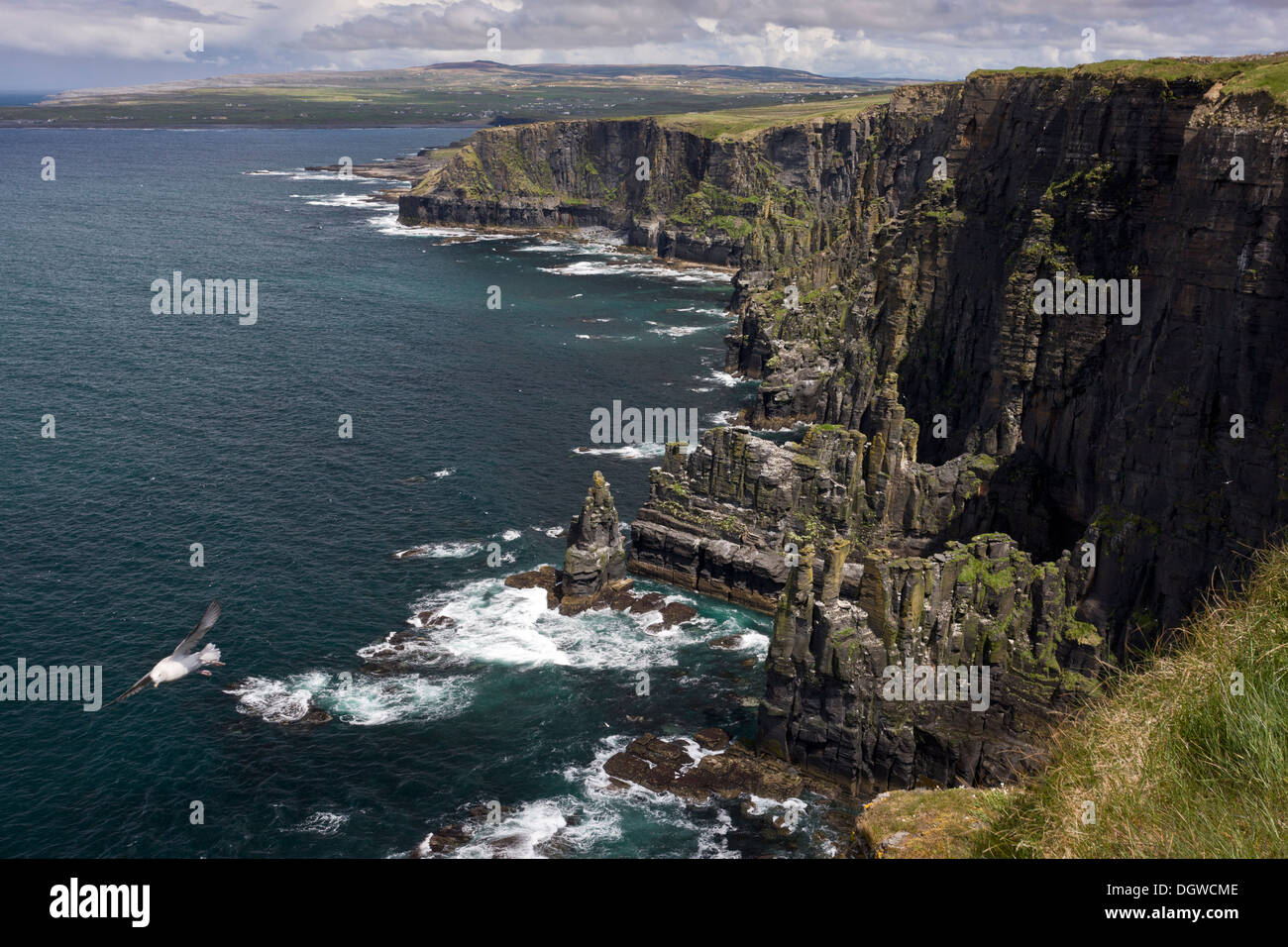 Spectacular view of the stacks and seabird colonies of the Cliffs of ...