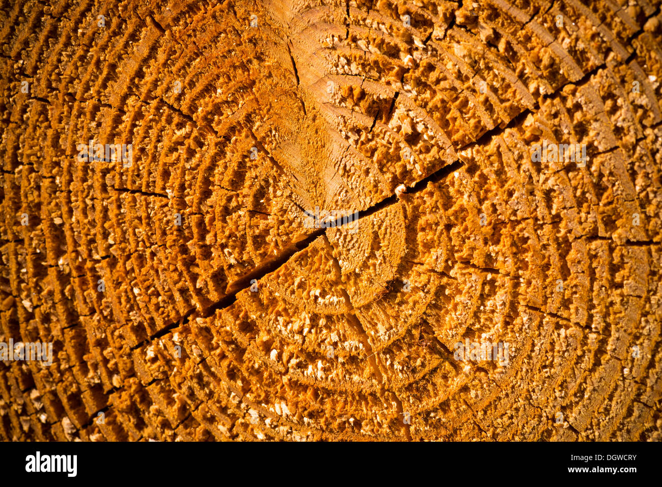 Cut log, wooden texture Stock Photo - Alamy