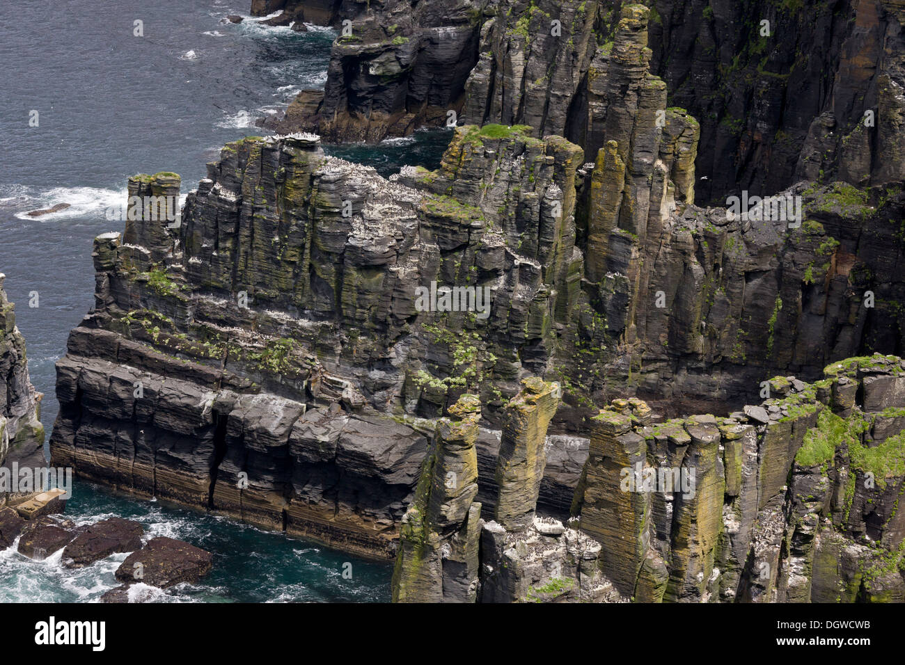 Spectacular view of the stacks and seabird colonies of the Cliffs of ...