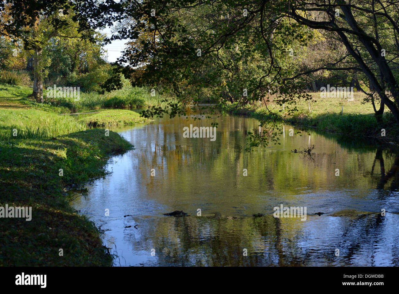 Smooth water under alder trees in river Nybroån Stock Photo - Alamy