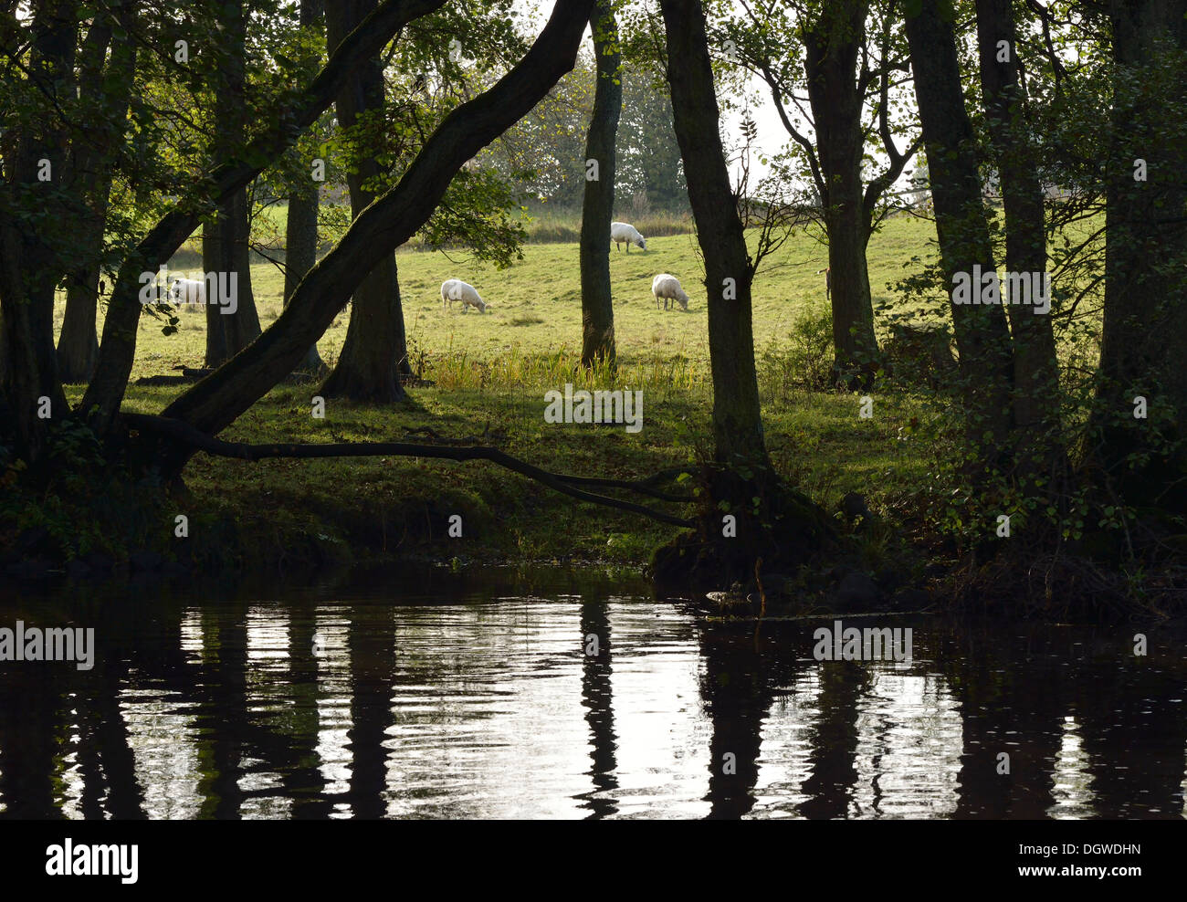 Smooth water under old alder trees in river Nybroån Stock Photo - Alamy