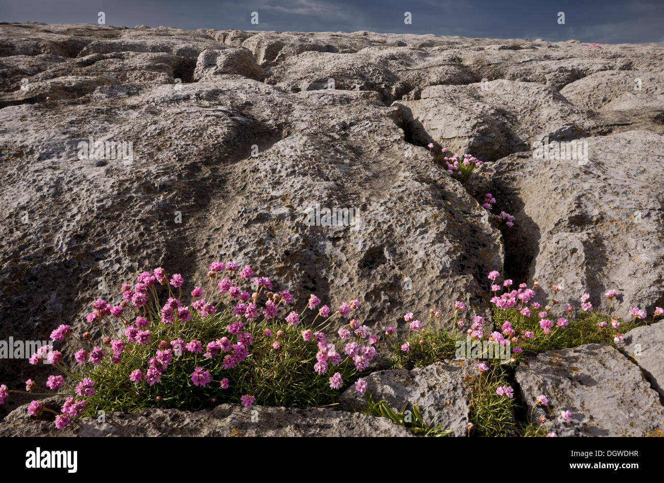 Thrift, Armeria maritima on coastal limestone pavement on the coast of ...