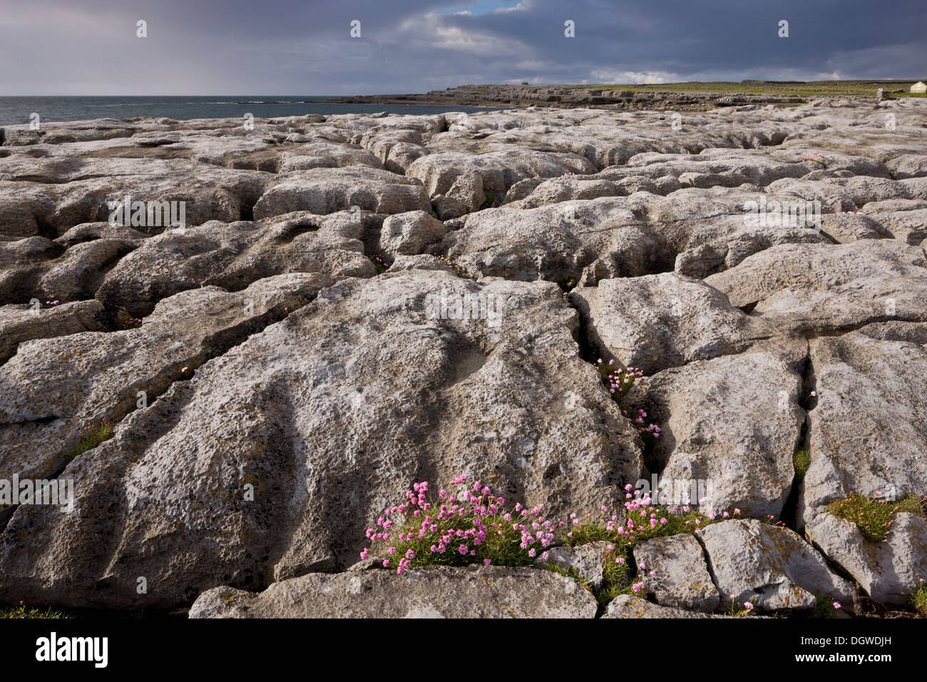 Thrift, Armeria maritima on coastal limestone pavement on the coast of ...
