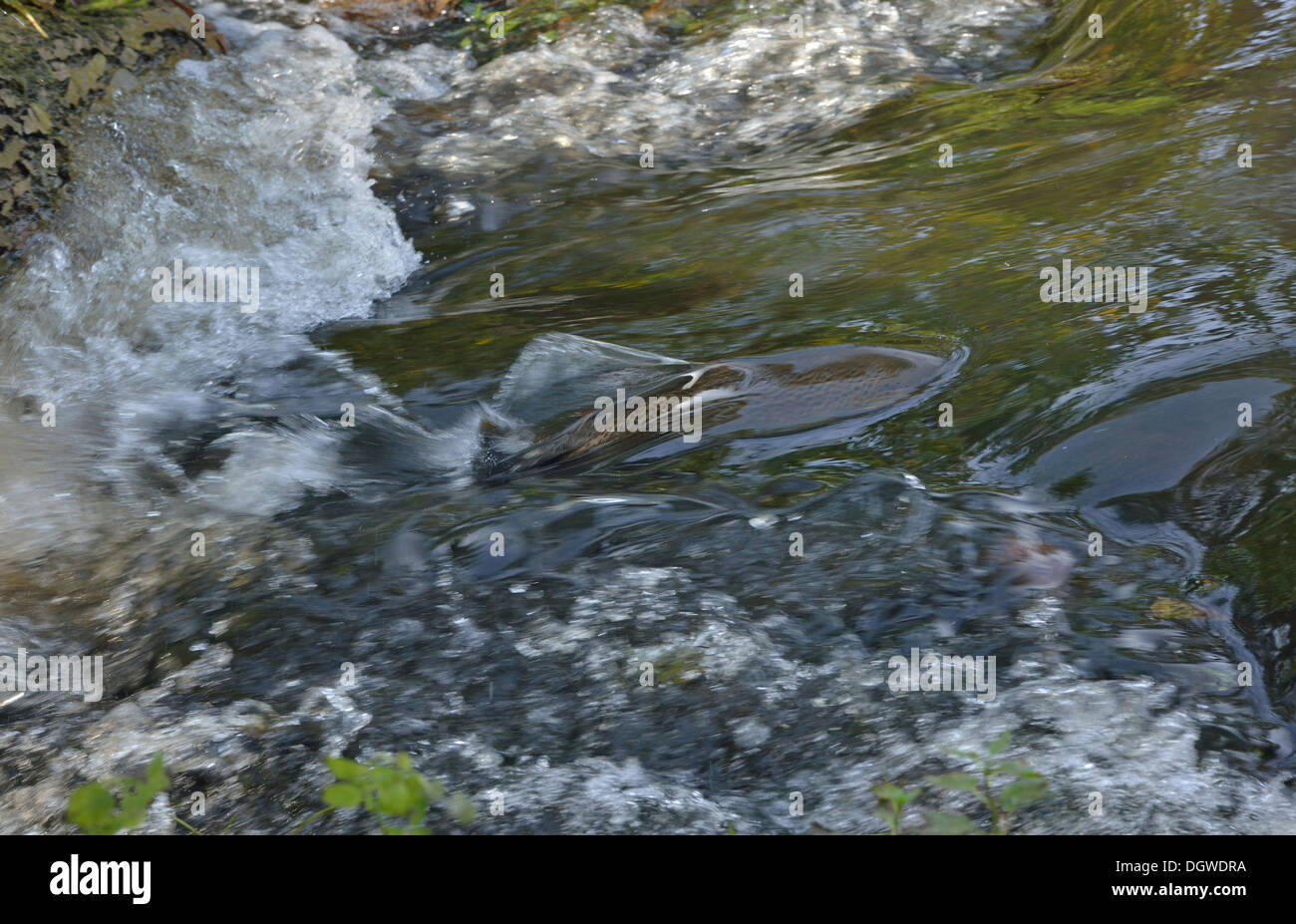 Spawning sea trout swimming up the a rapid-flowing water Stock Photo ...