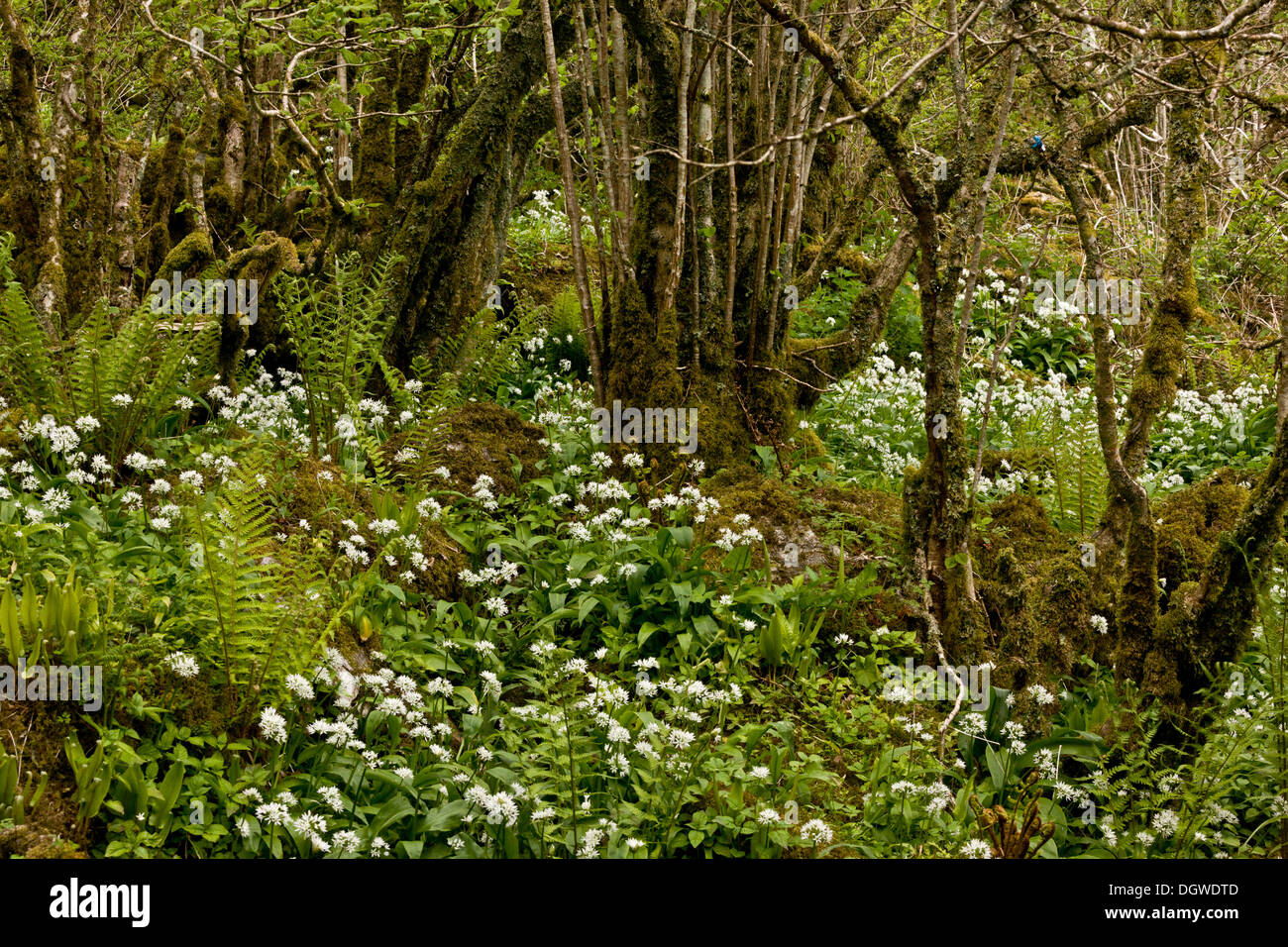 Ancient irish spring hi-res stock photography and images - Alamy