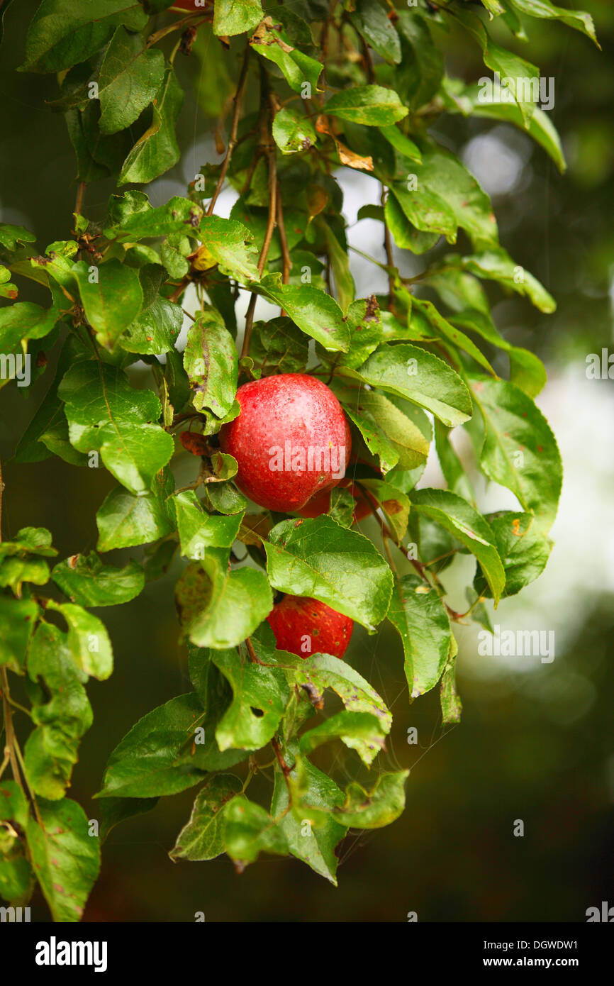 The fruits of apple trees growing on the tree. Red apples. Natural ...