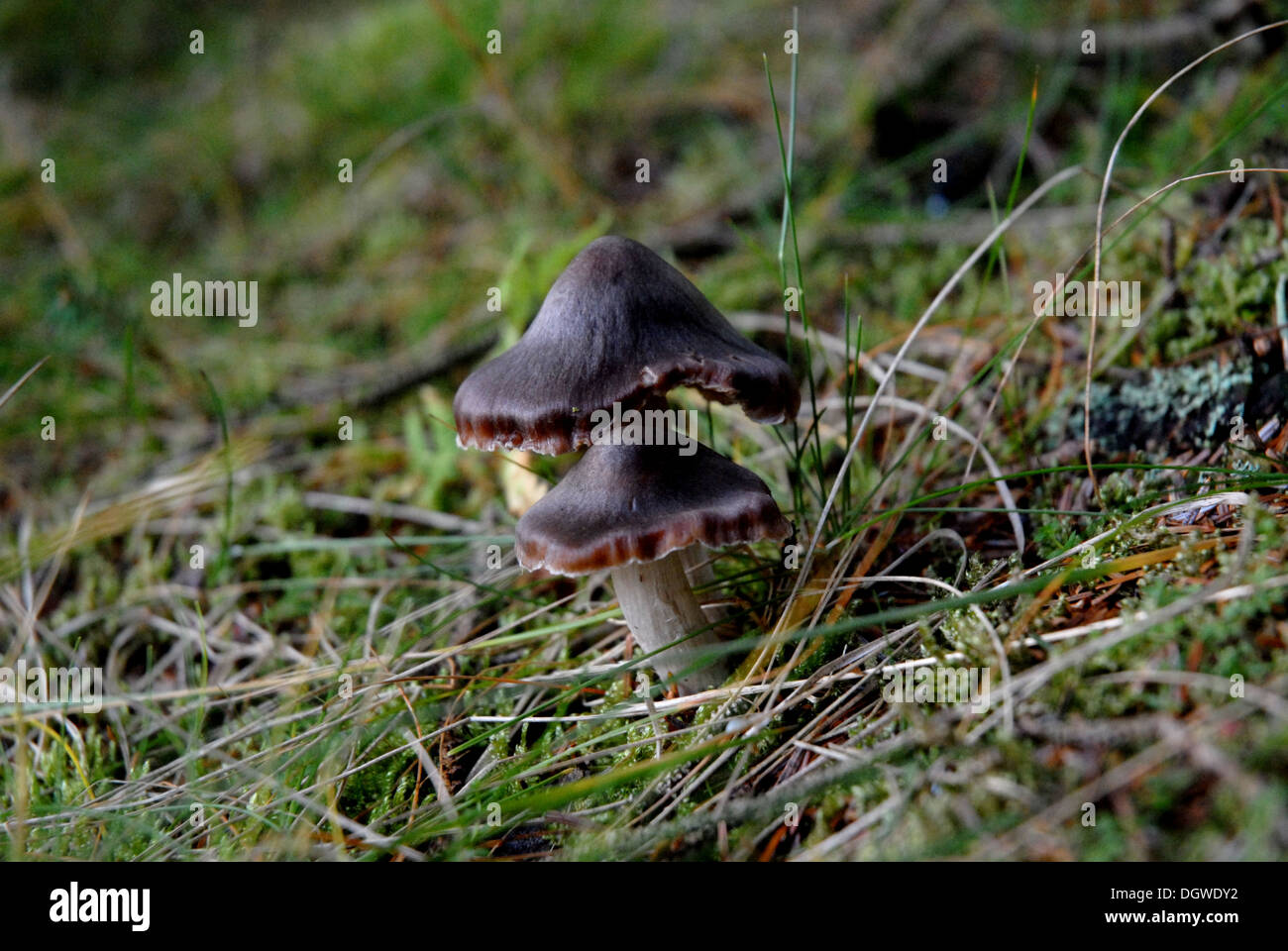 Uk funghi hi-res stock photography and images - Alamy