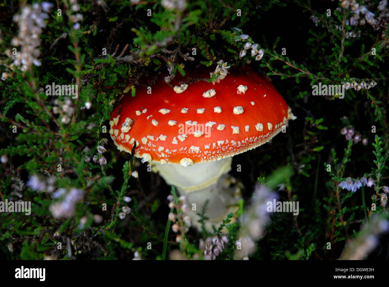 Uk funghi hi-res stock photography and images - Alamy
