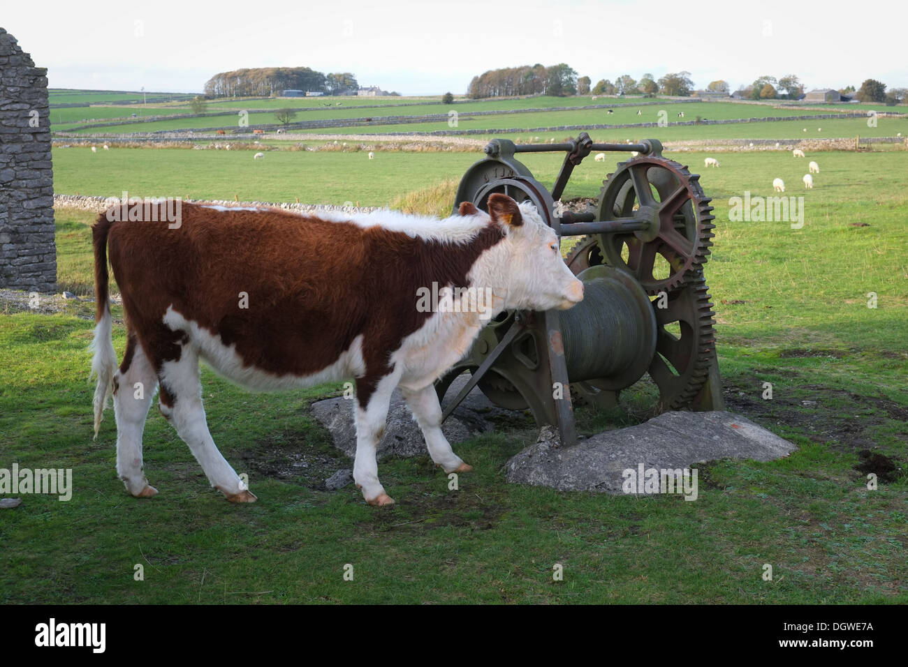 Peak District Cow High Resolution Stock Photography and Images - Alamy