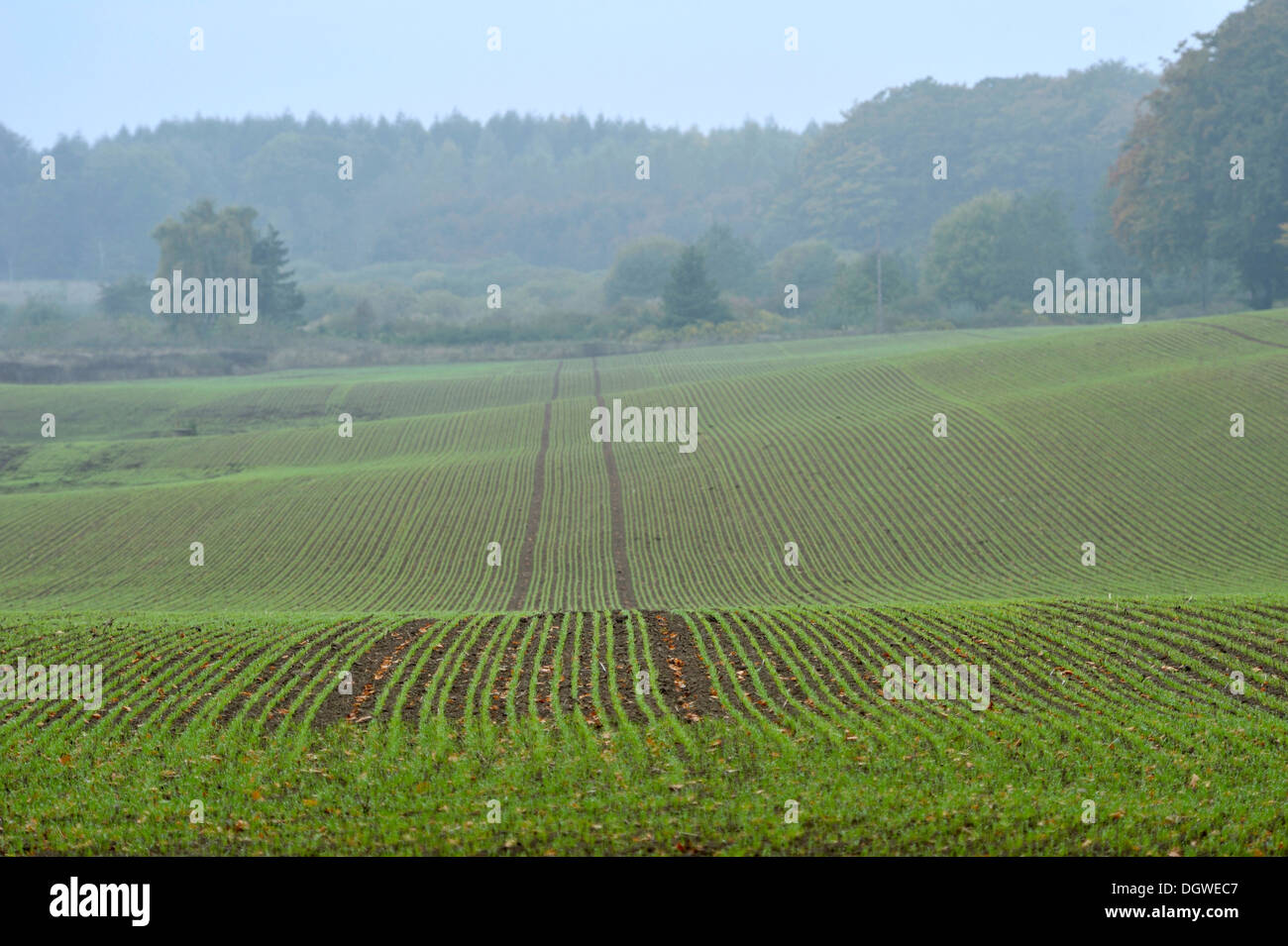 Autumn sowing on fertile fields in southern Sweden Stock Photo - Alamy