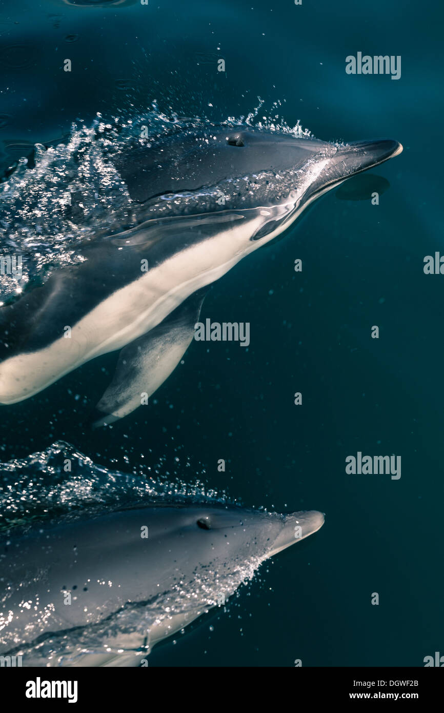 Two dolphins hi-res stock photography and images - Alamy