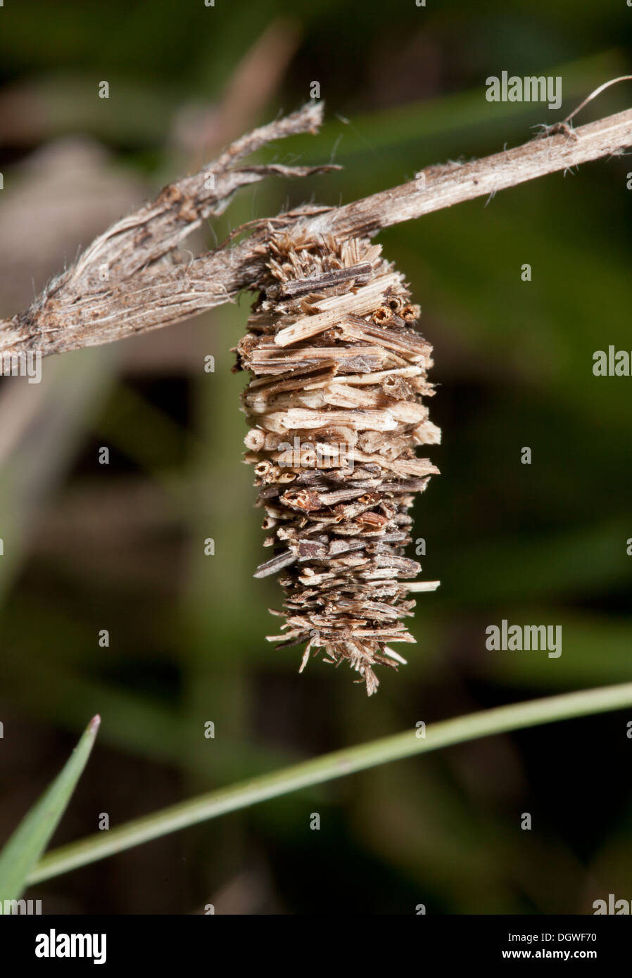 Pupa of bagworm or psychid moth, attached to twig Stock Photo - Alamy