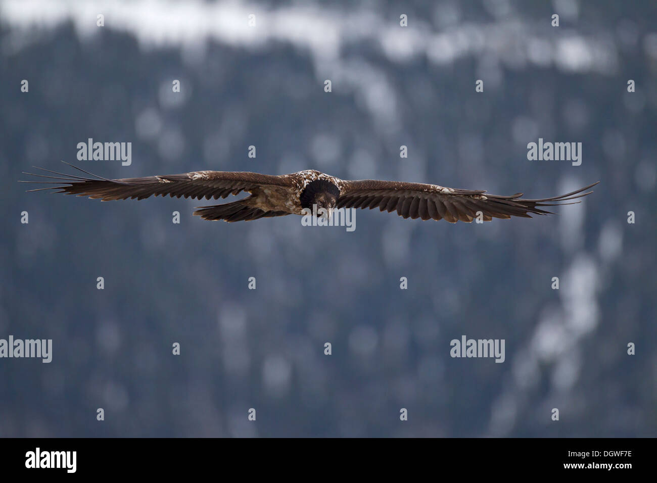 Bearded Vulture (Gypaetus barbatus), immature bird in flight, Pyrenees ...