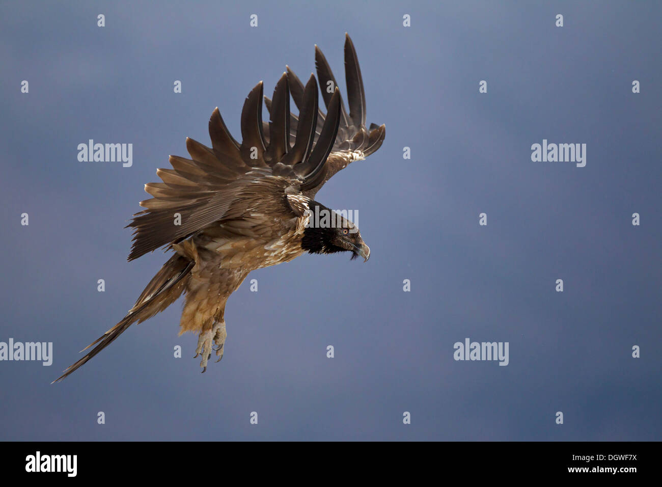 Bearded Vulture (Gypaetus barbatus), immature bird in flight, Pyrenees ...
