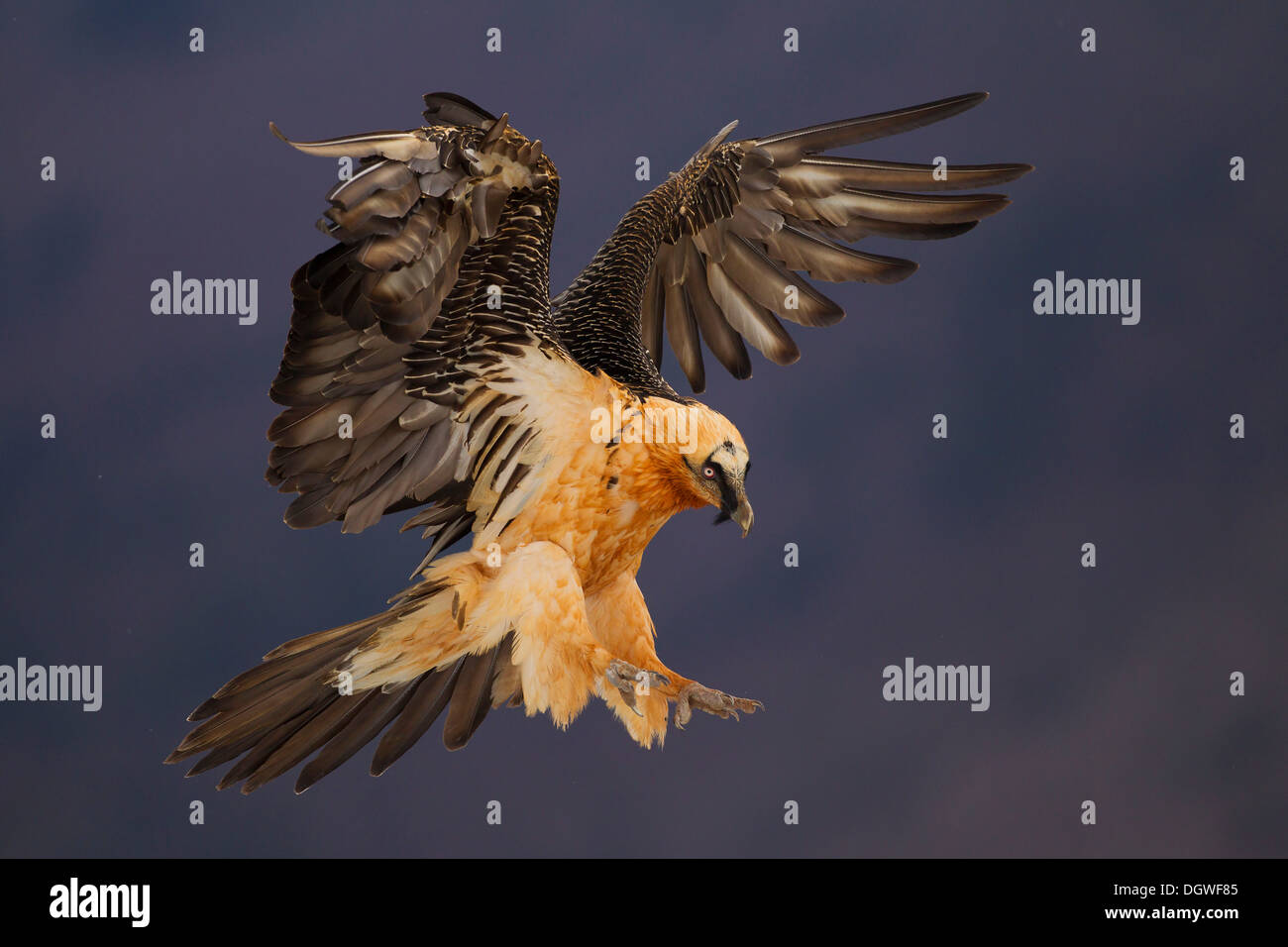 Bearded vulture flying hi-res stock photography and images - Alamy