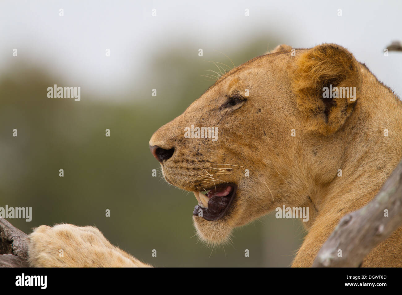 Lioness side profile wild hi-res stock photography and images - Alamy