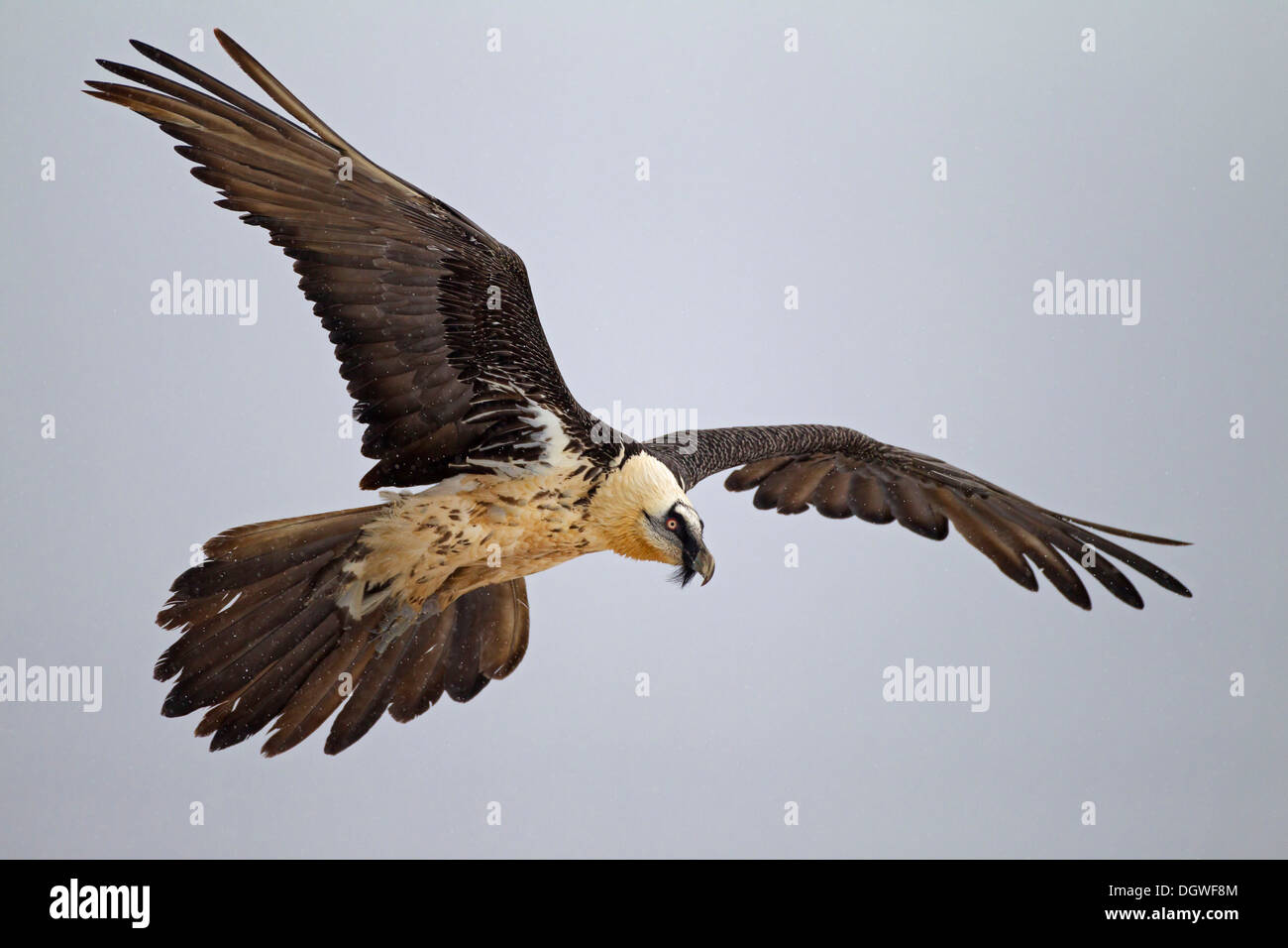 Bearded vulture gypaetus barbatus subadult hi-res stock photography and ...