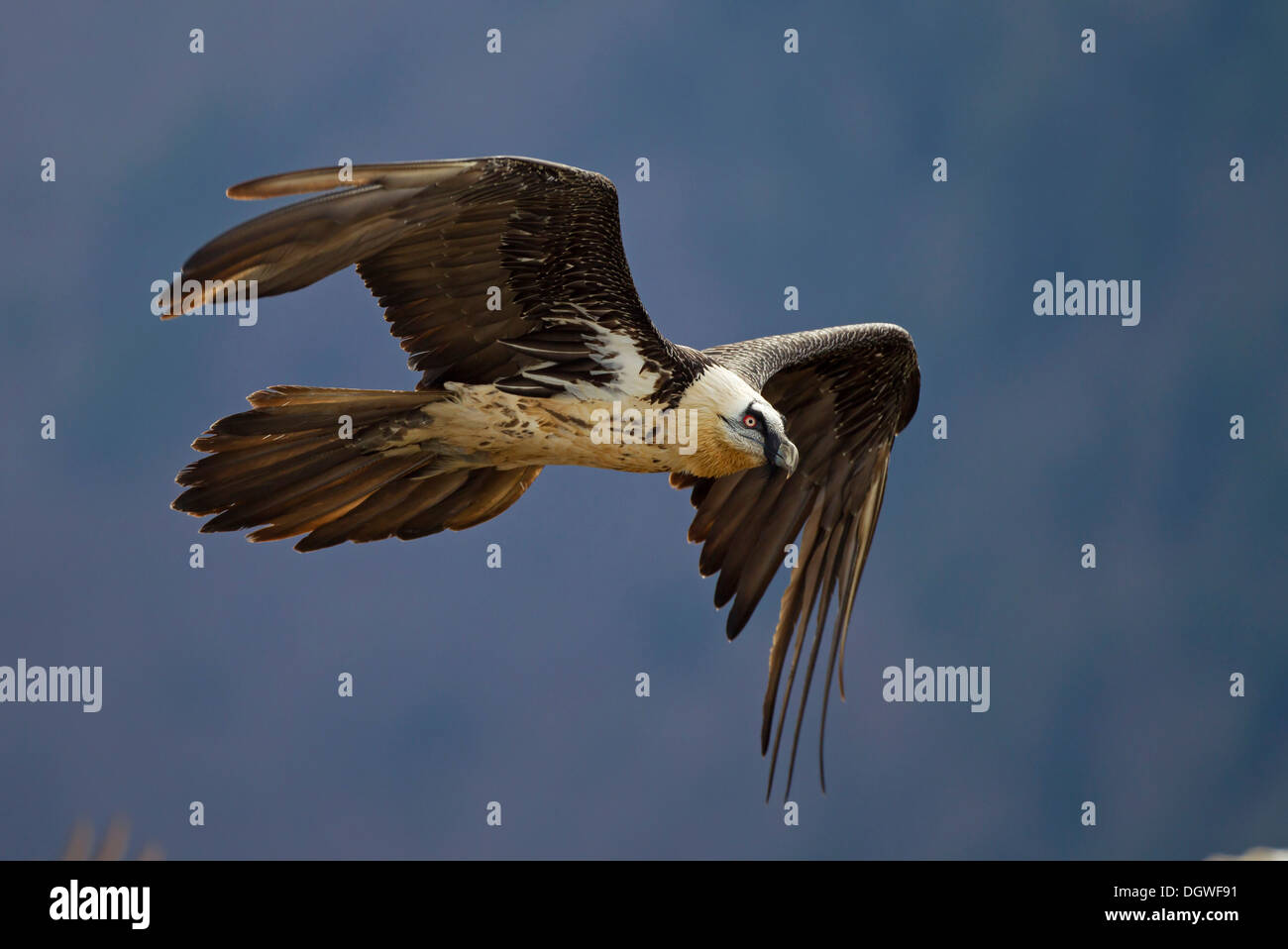 Bearded Vulture (Gypaetus barbatus), subadult bird in flight, Pyrenees ...