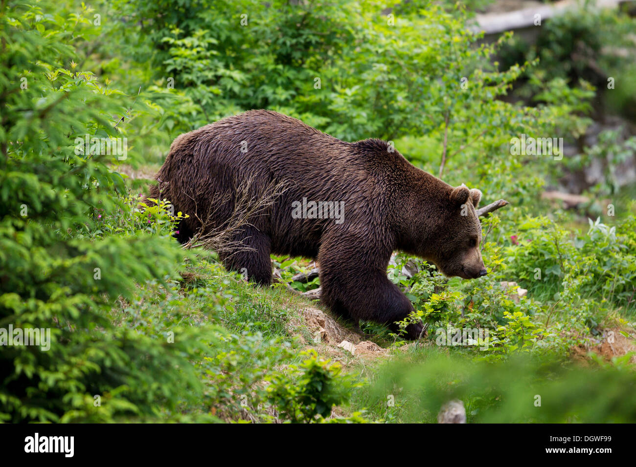 Brown Bear (Ursus arctos), Bavarian Forest National Park game reserve ...
