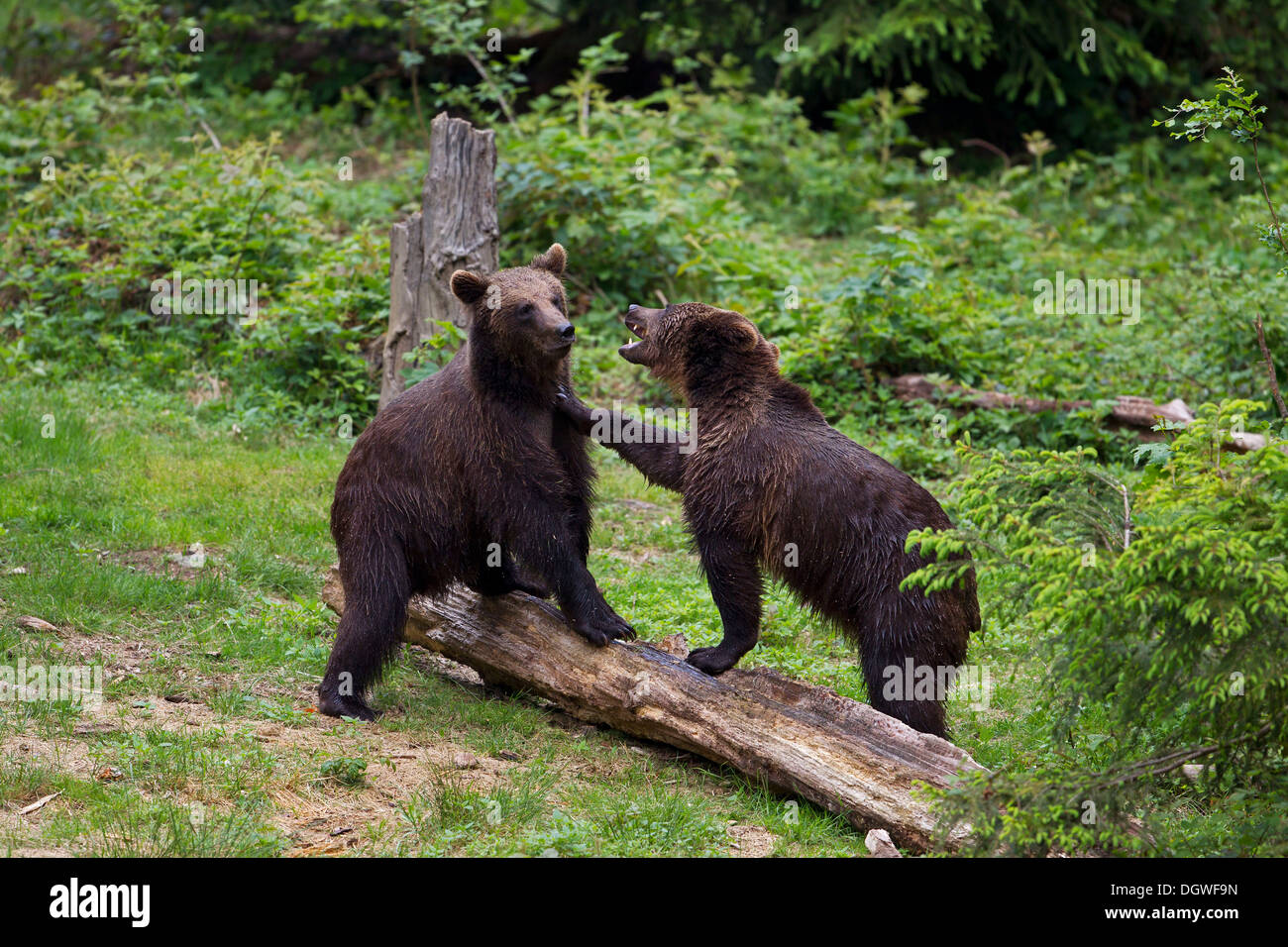 Two Brown Bears (Ursus arctos) playing, Bavarian Forest National Park ...