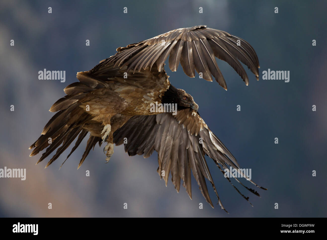 Bearded Vulture (Gypaetus barbatus), immature bird in flight, Pyrenees ...