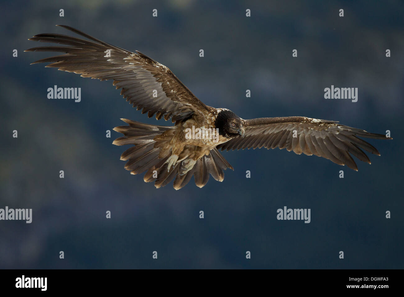 Bearded Vulture (Gypaetus barbatus), immature bird in flight, Pyrenees ...