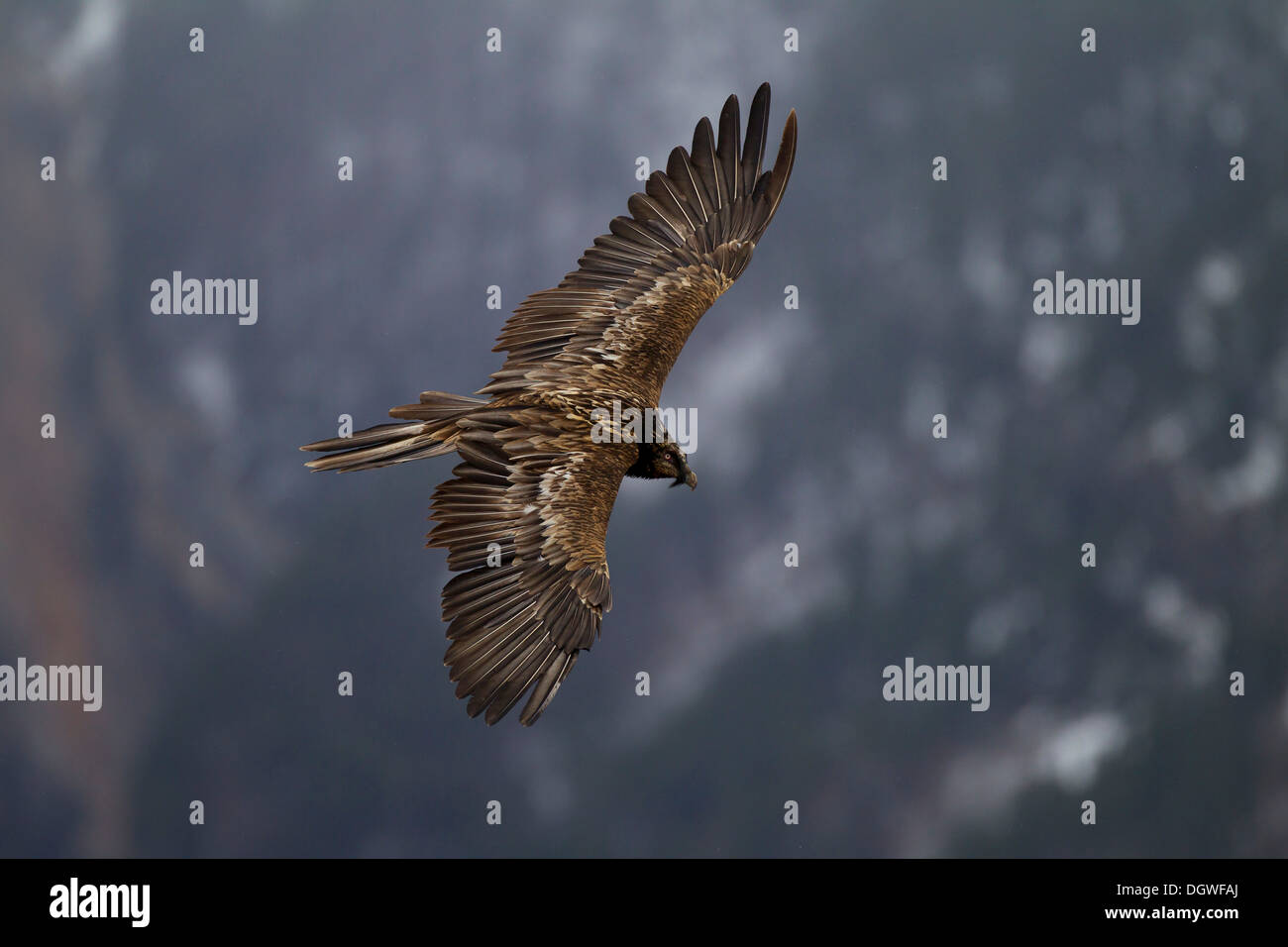 Bearded Vulture (Gypaetus barbatus), immature bird in flight, Pyrenees ...