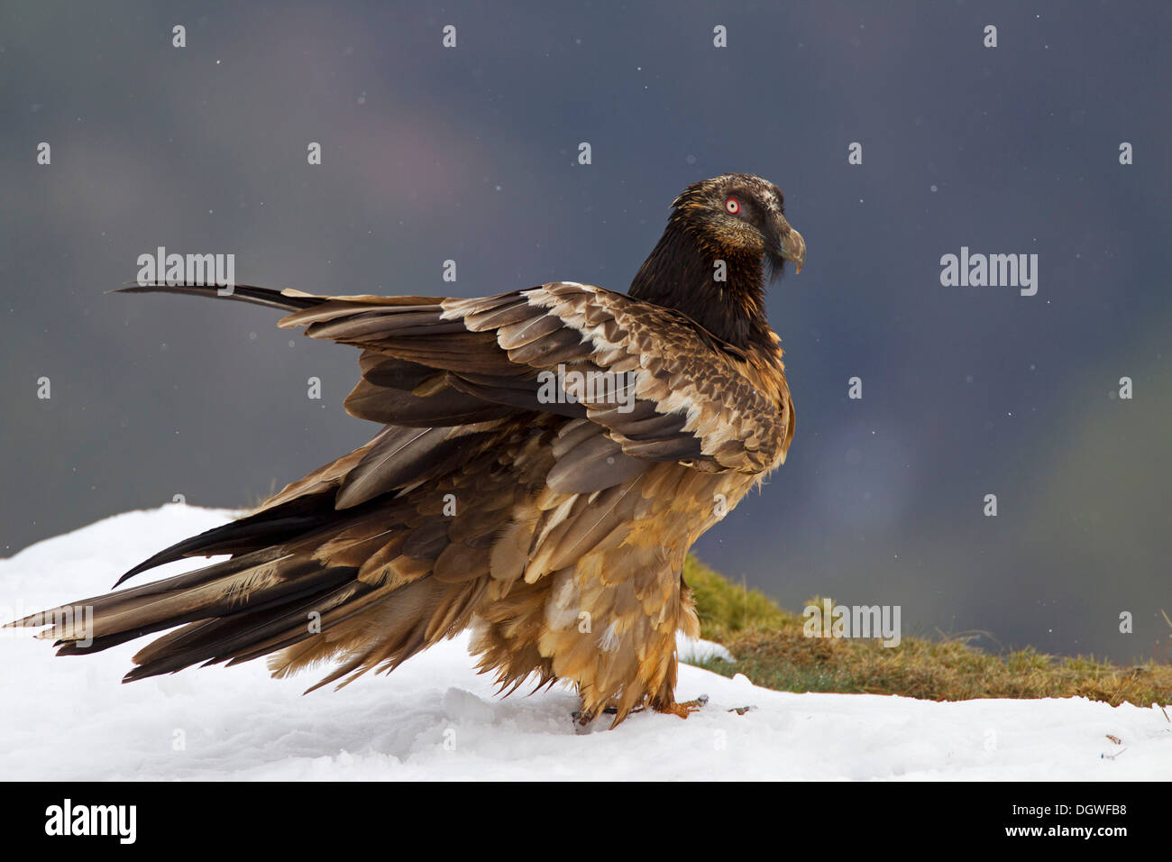 Bearded Vulture (Gypaetus barbatus), immature bird, Pyrenees, Aragon ...