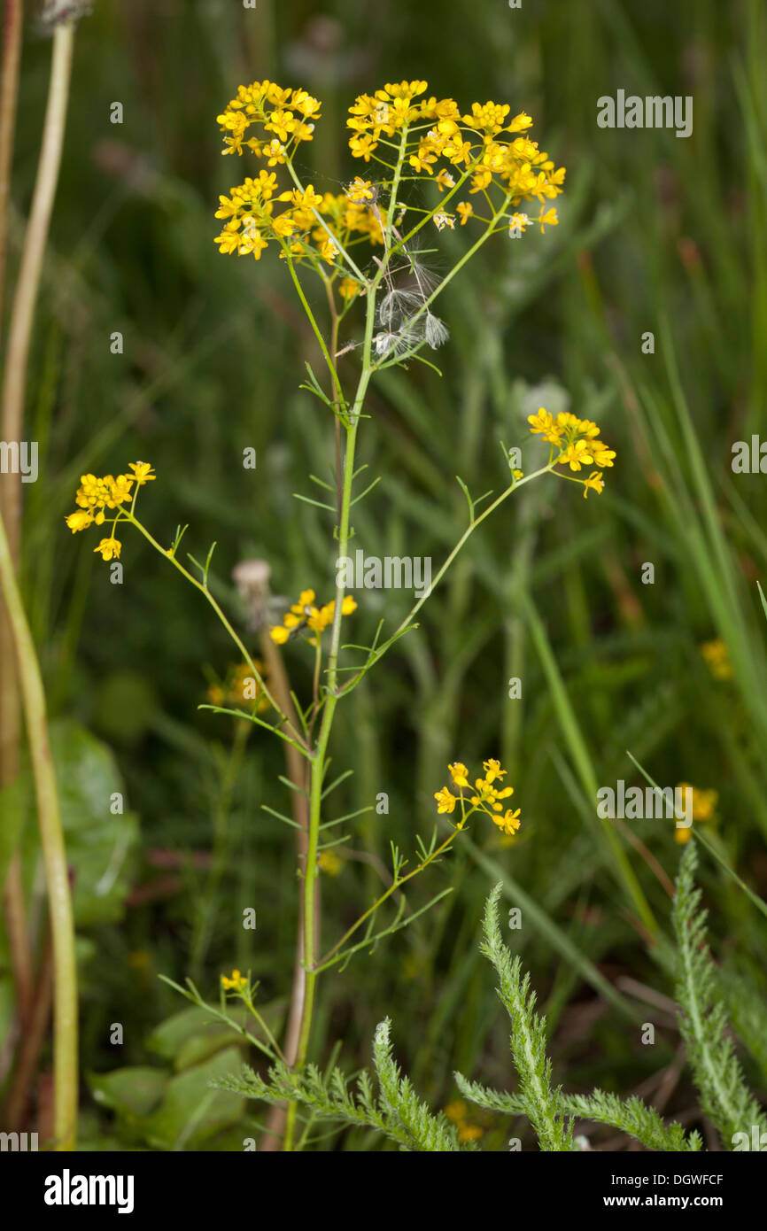 Rorippa hi-res stock photography and images - Alamy