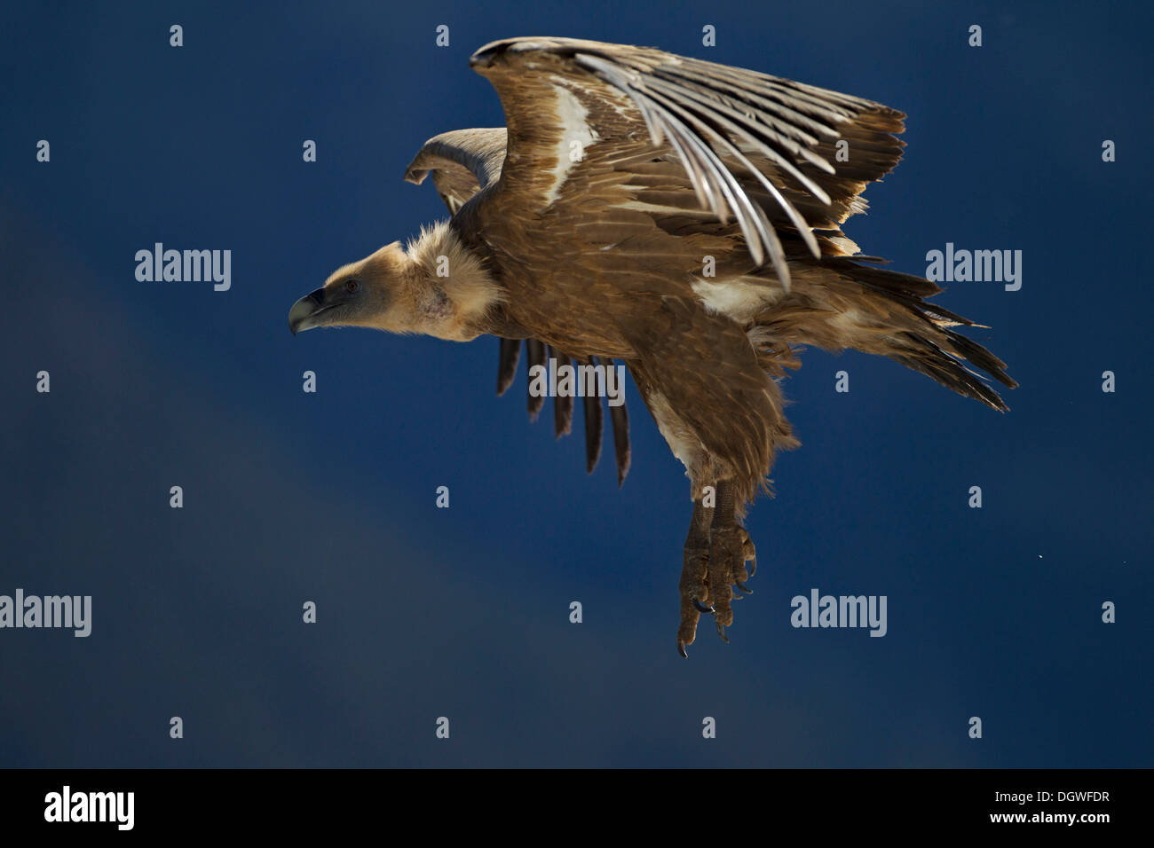 Pyrenees spain birds hi-res stock photography and images - Alamy