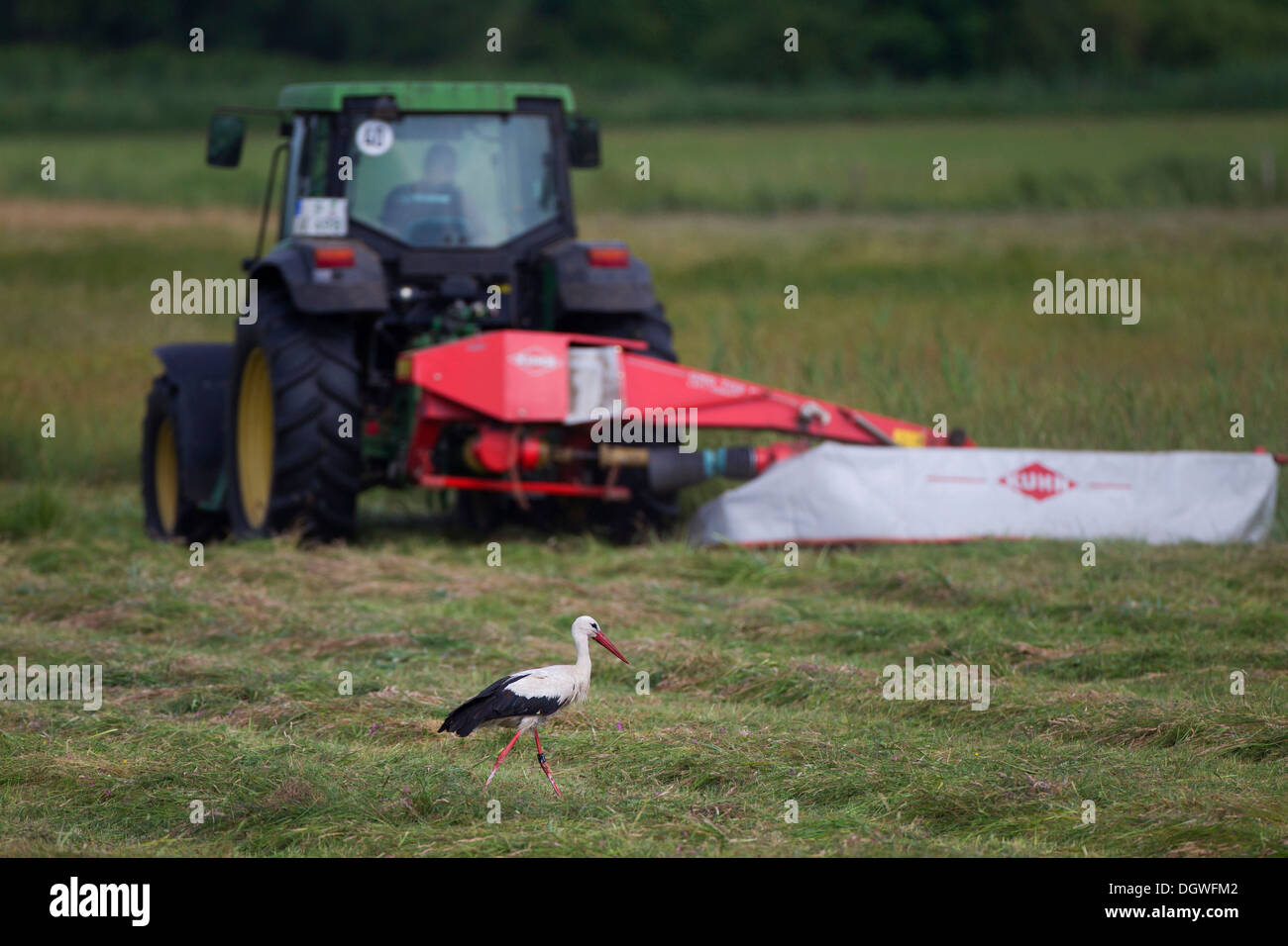 White storks in field after hi-res stock photography and images - Alamy