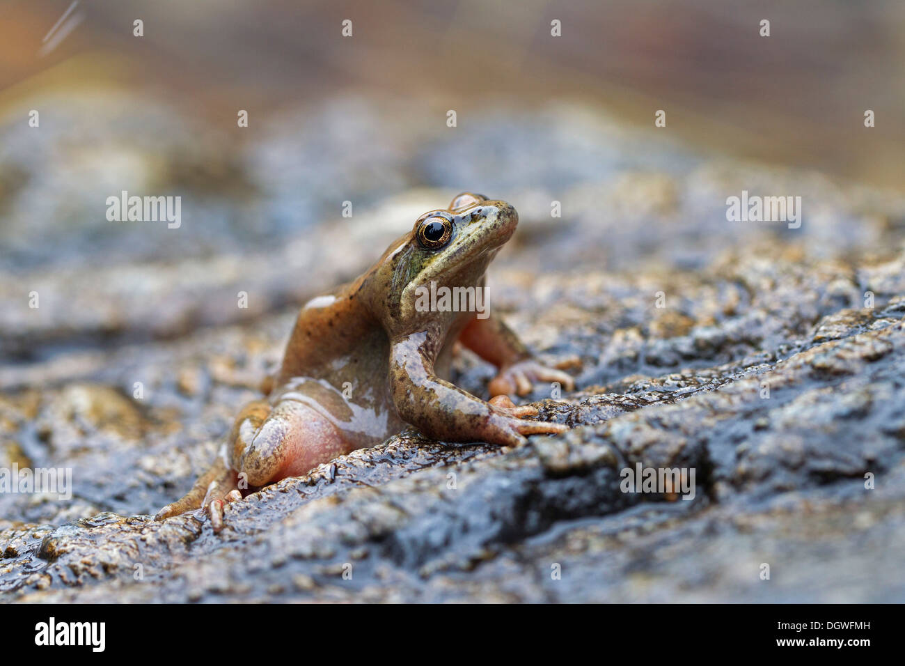 Female frogs hi-res stock photography and images - Alamy