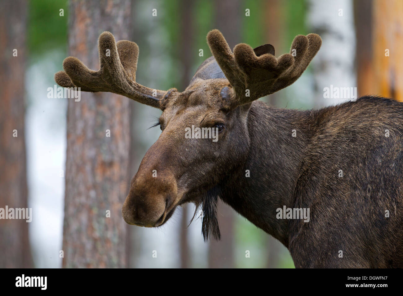 Eurasian Elk or Moose (Alces alces), bull, portrait, Lappland, Sweden ...