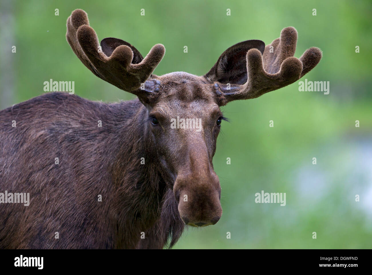 Eurasian Elk or Moose (Alces alces), bull, portrait, Lappland, Sweden ...