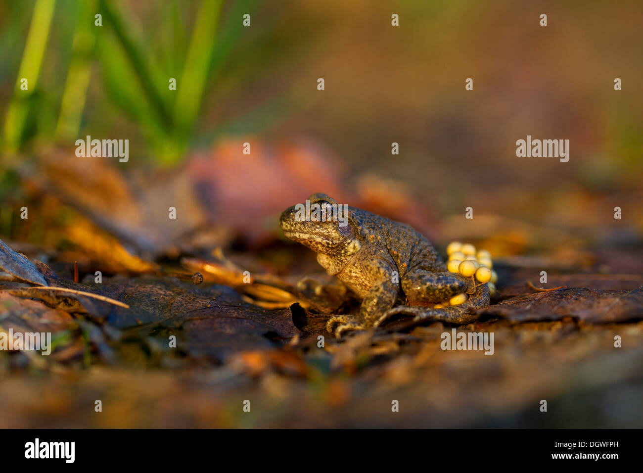 Common Midwife Toad (Alytes obstetricans), male carrying fresh mass of ...