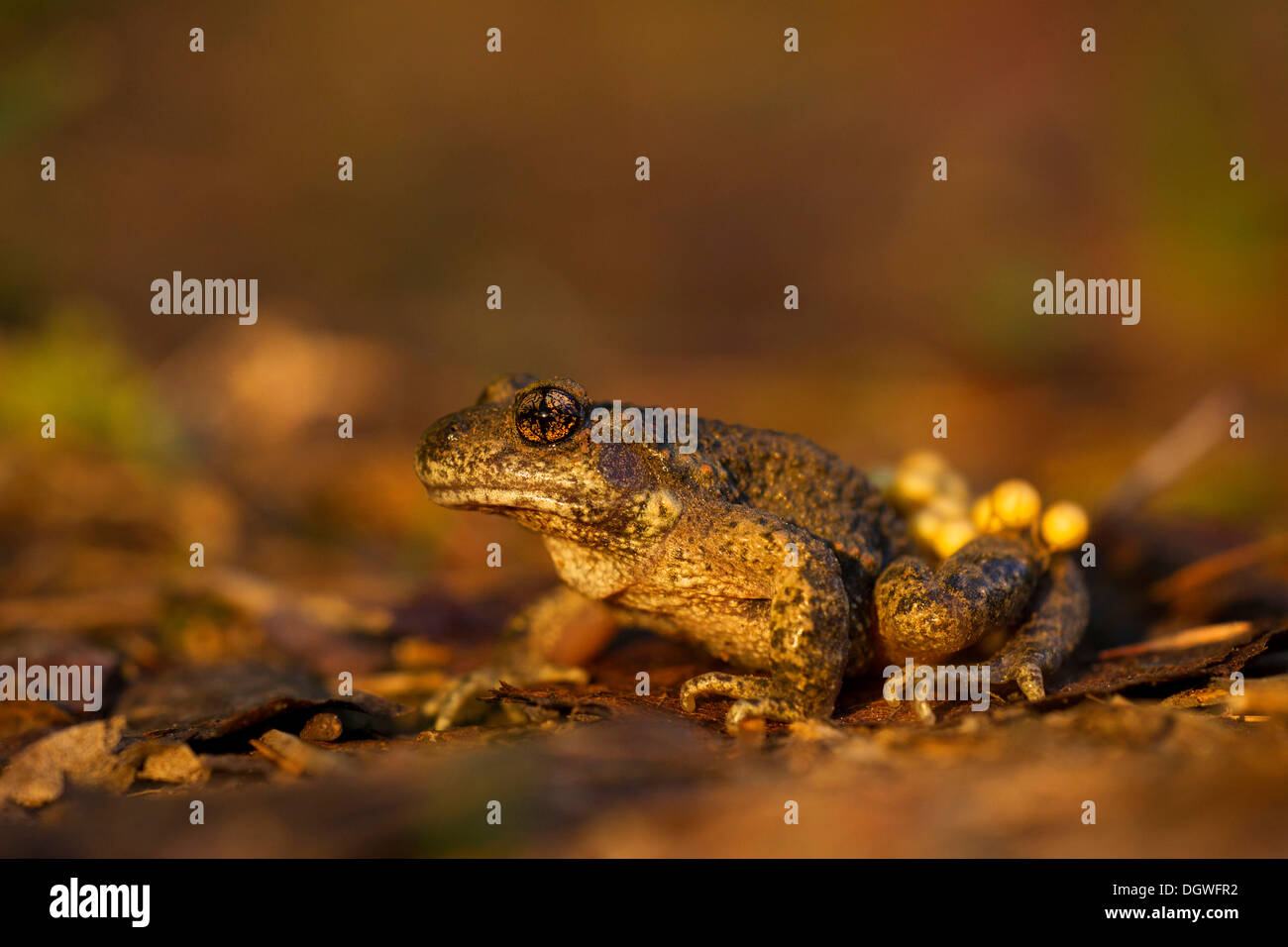 Common Midwife Toad (Alytes obstetricans), male carrying fresh mass of ...