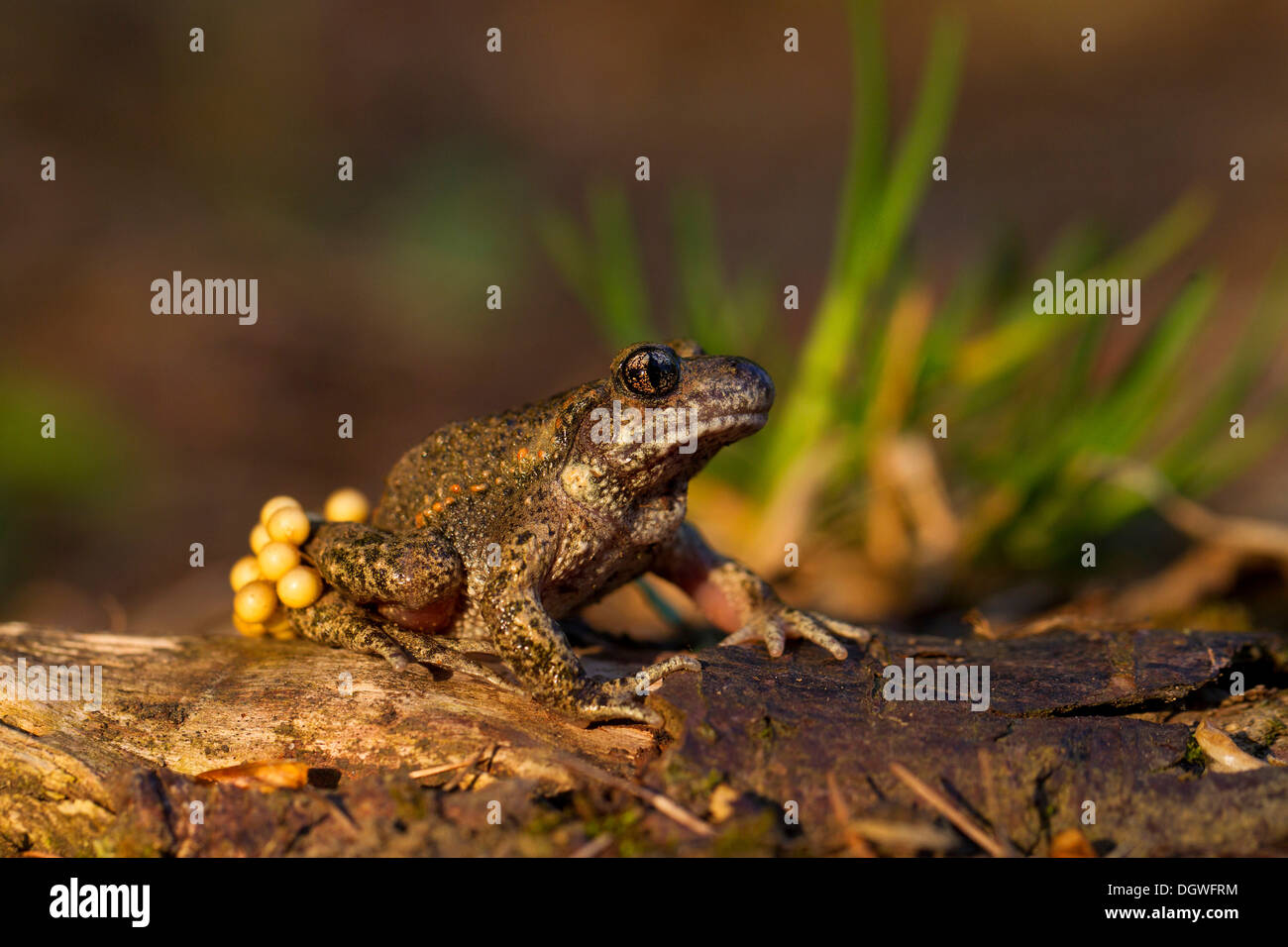 Common Midwife Toad (Alytes obstetricans), male carrying fresh mass of ...