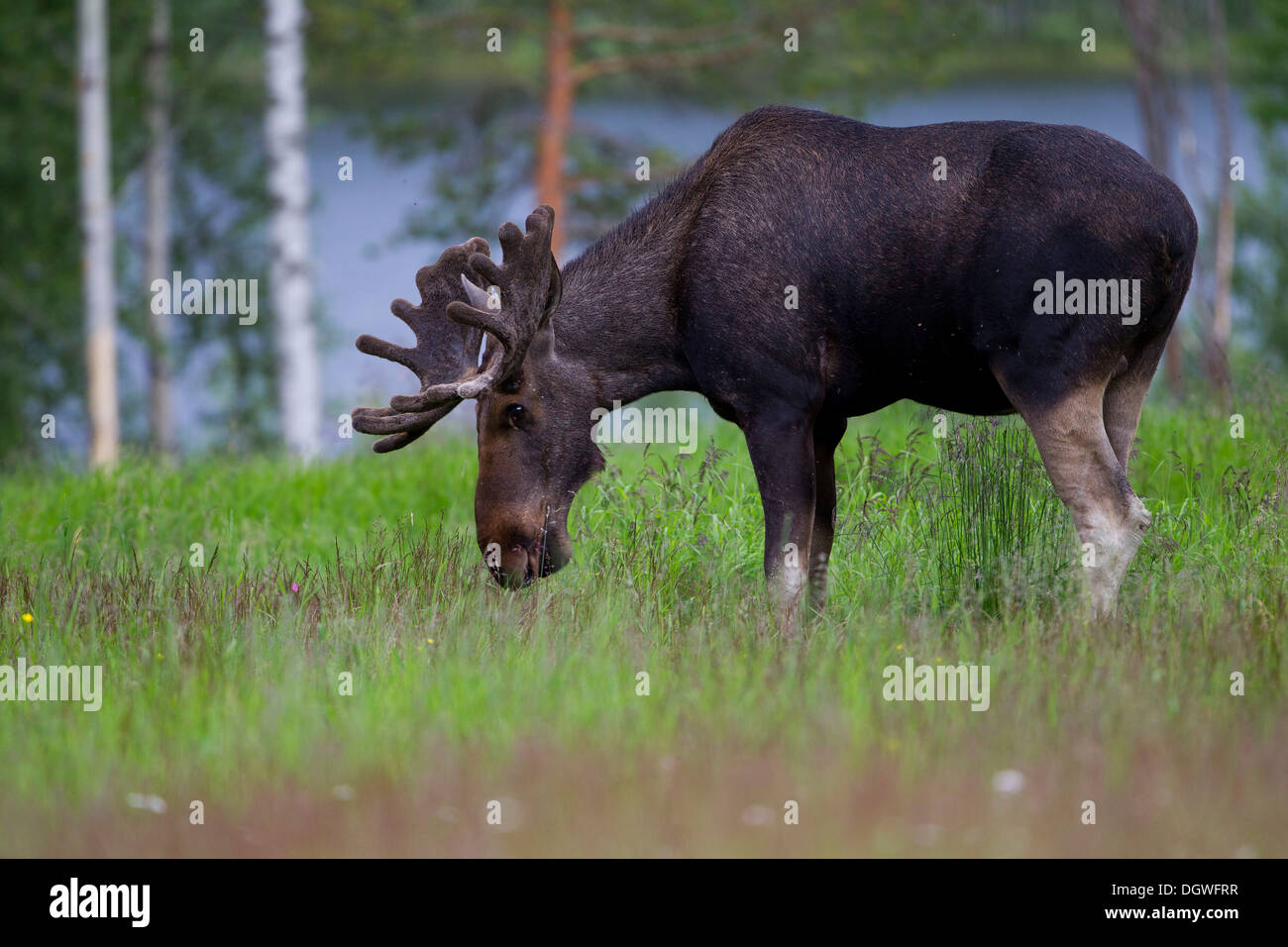 Eurasian Elk or Moose (Alces alces), bull grazing, Lappland, Sweden Stock Photo - Alamy